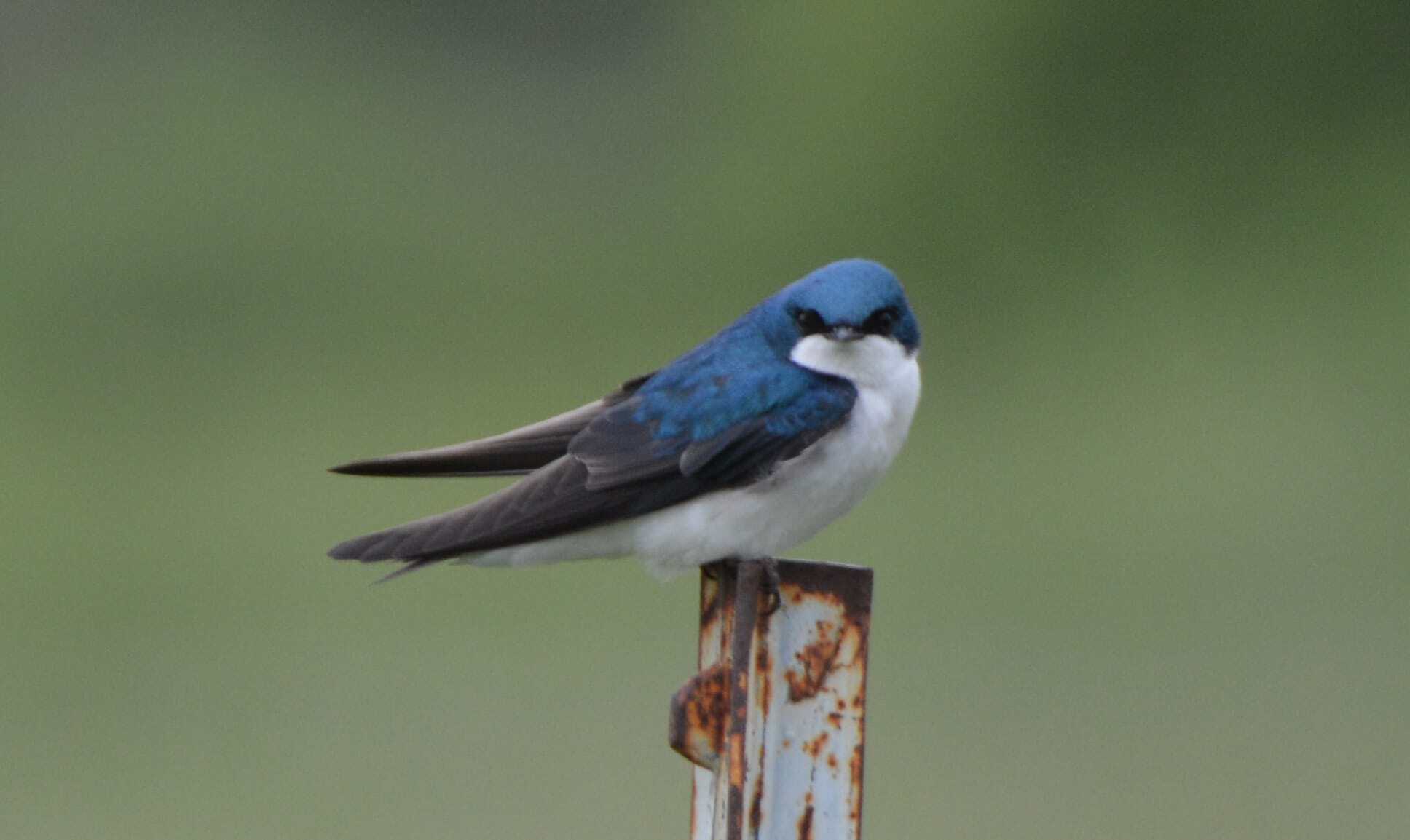 Our Readers Share: Steve Watson - Early May Birds in Whitewater ...