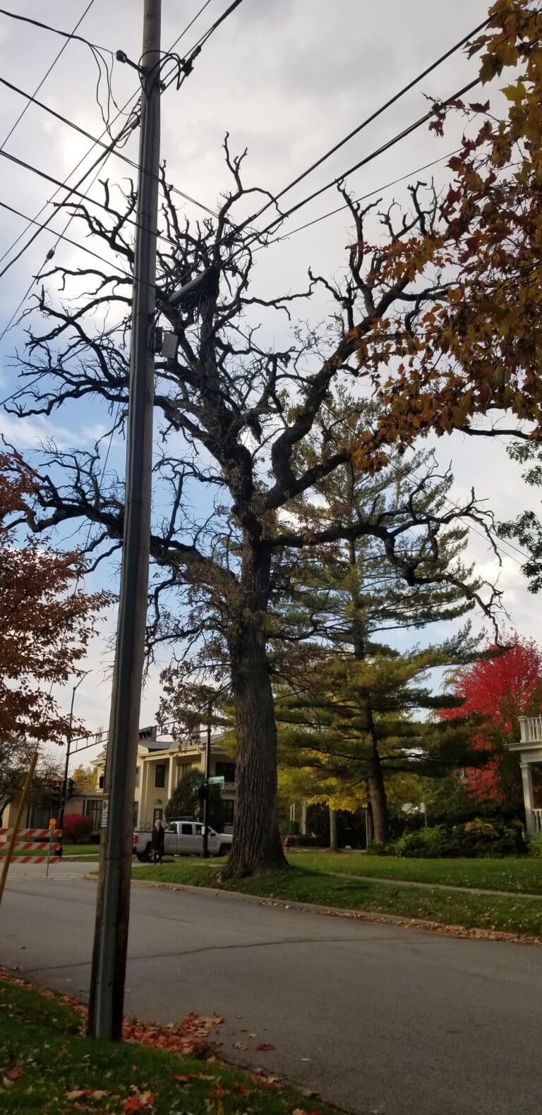 The Future of Whitewater's Territorial Oak Tree - Whitewater Banner