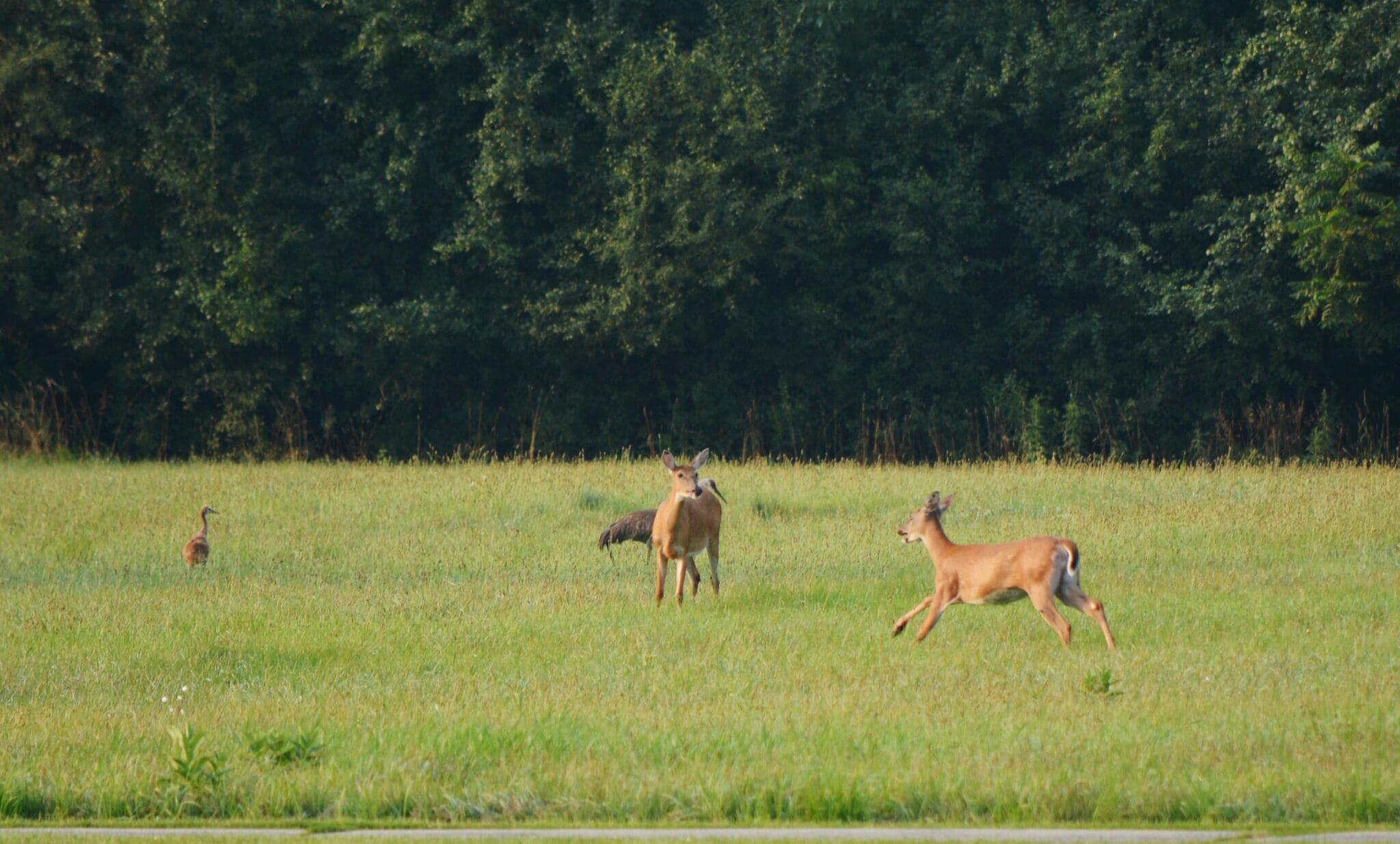 Our Readers Share: Steve Watson - Two deer playing tag and running ...